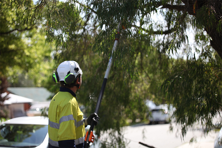 Tree maintenance - City of Fremantle