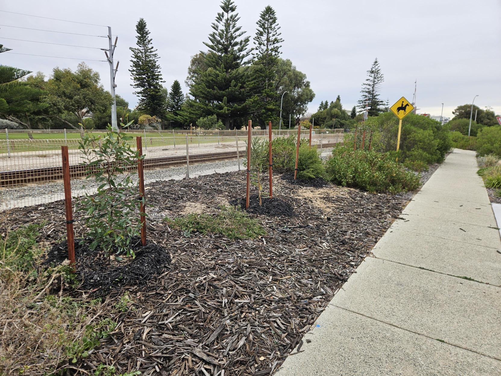 Fremantle's Annual Tree Planting Program Underway | Mirage News